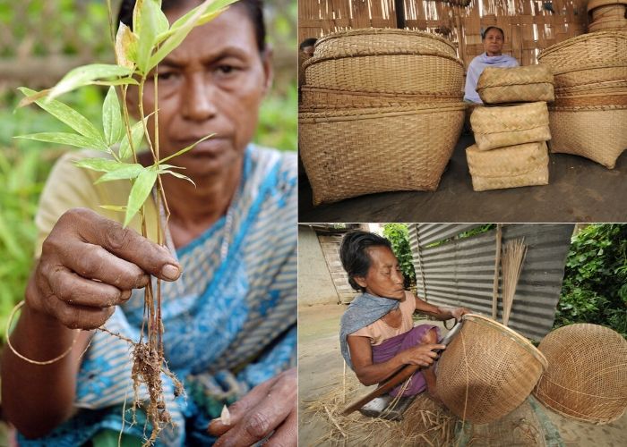 South Asia Bamboo Foundation